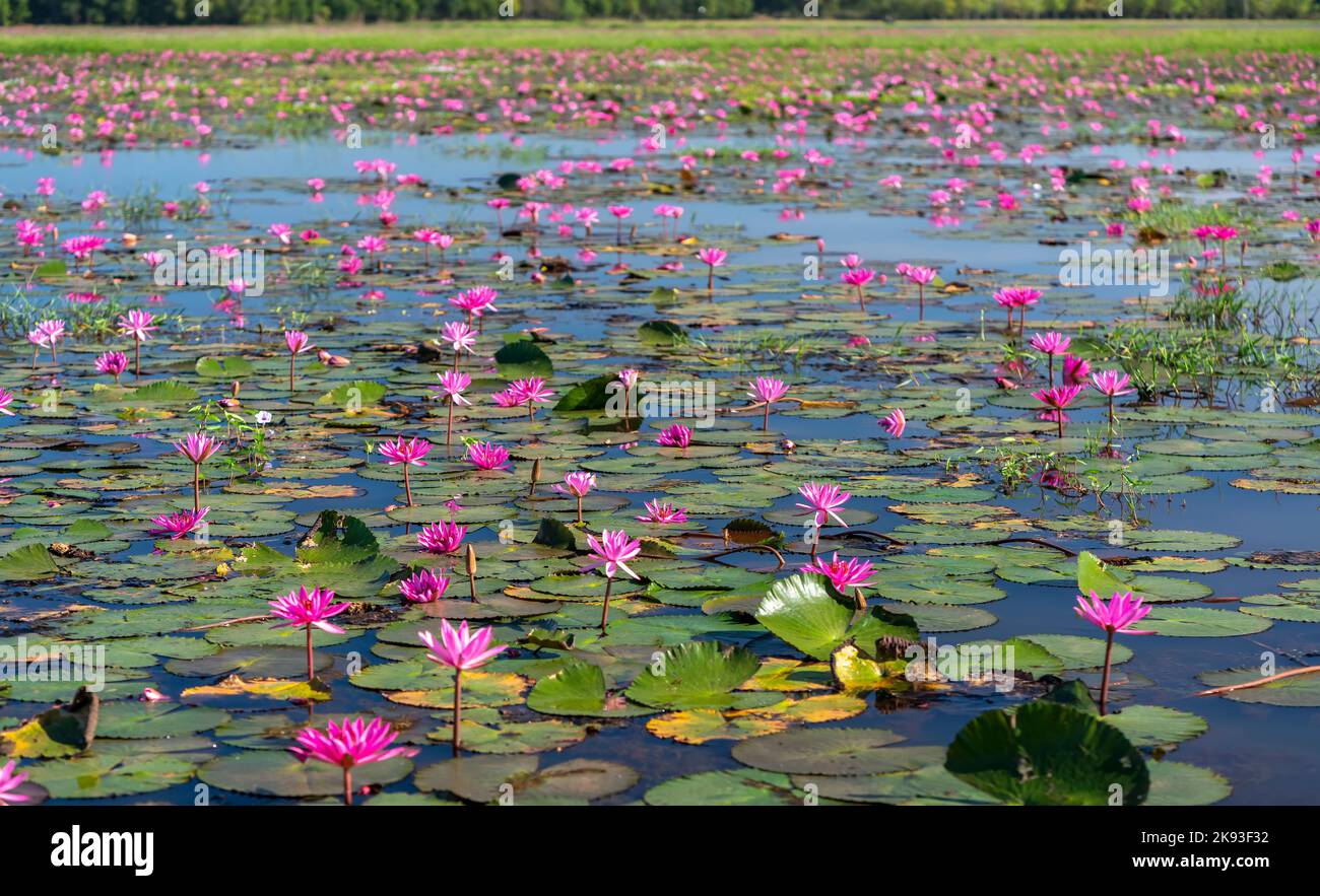 Fields water lilies bloom season in a large flooded lagoon in Tay Ninh ...