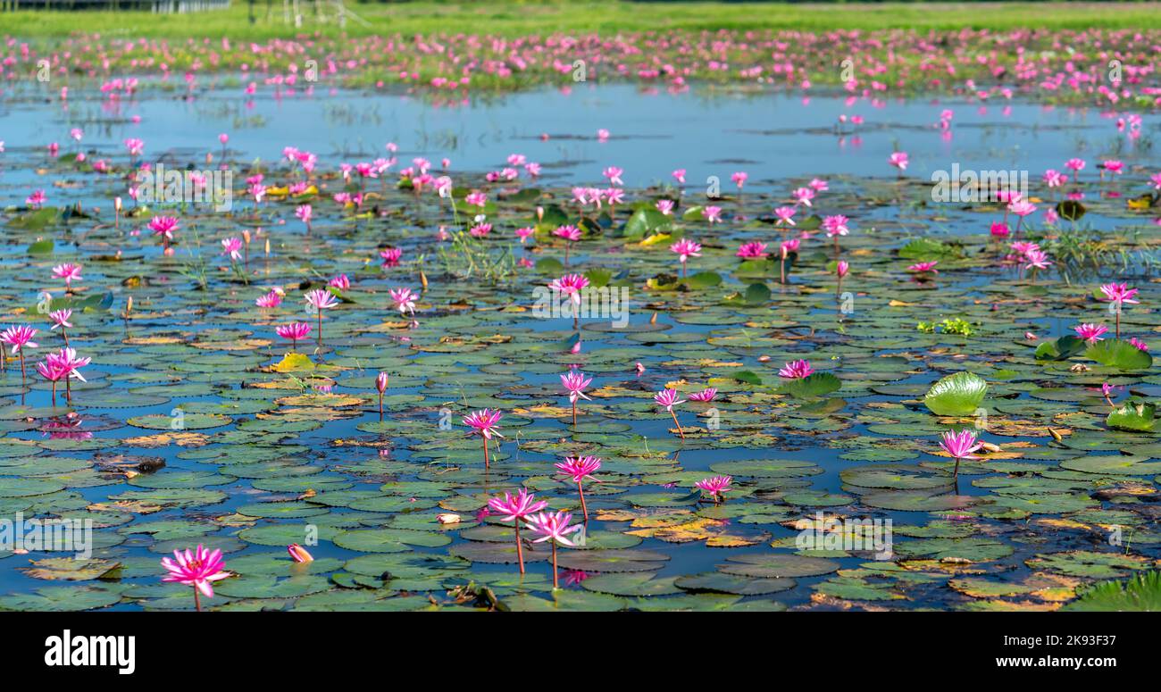 Fields water lilies bloom season in a large flooded lagoon in Tay Ninh ...