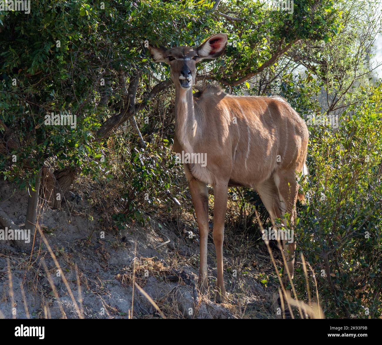 Greater kudu cow hi-res stock photography and images - Alamy