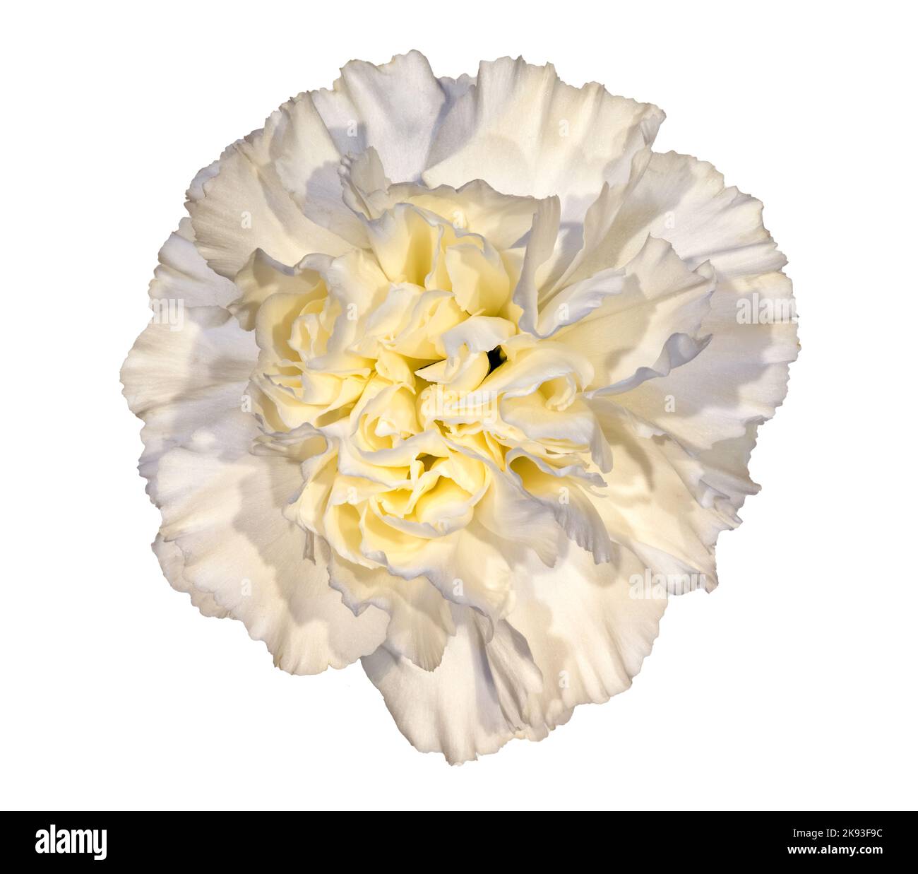 One Carnation Flower Head on a white background. The Flower head is ...