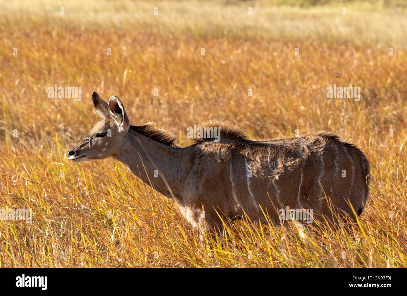 Greater kudu cow hi-res stock photography and images - Alamy