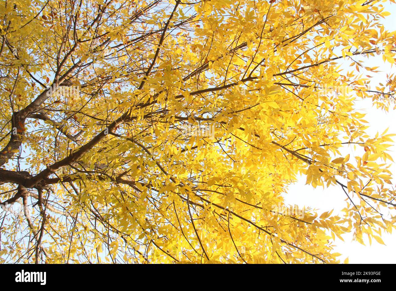 The temperature in late autumn dropped and the flowers faded away in ...