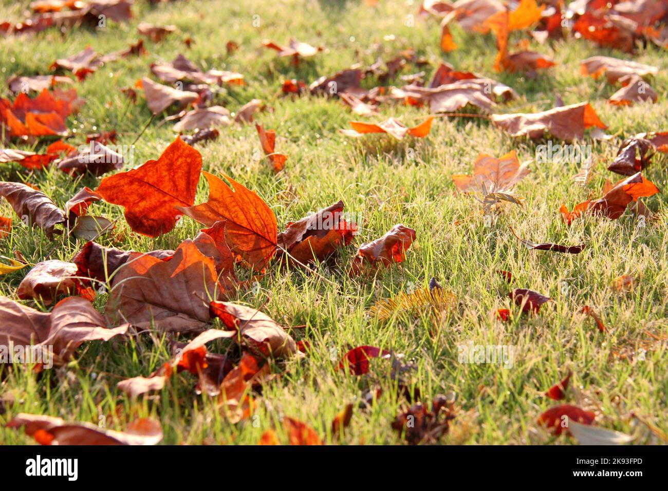 The temperature in late autumn dropped and the flowers faded away in ...
