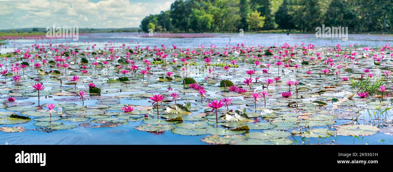 Fields water lilies bloom season in a large flooded lagoon in Tay Ninh ...