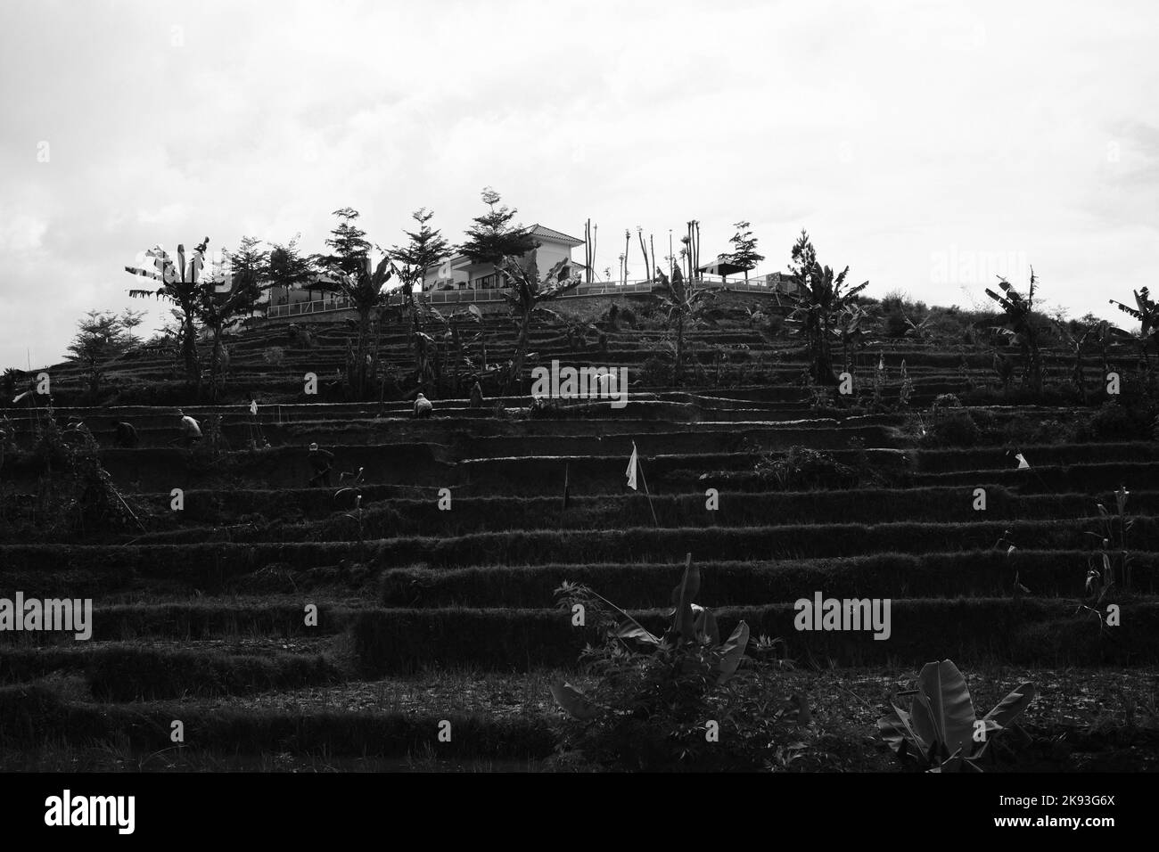 Black and white photo, Monochrome photo of terraced rice field on hill ...