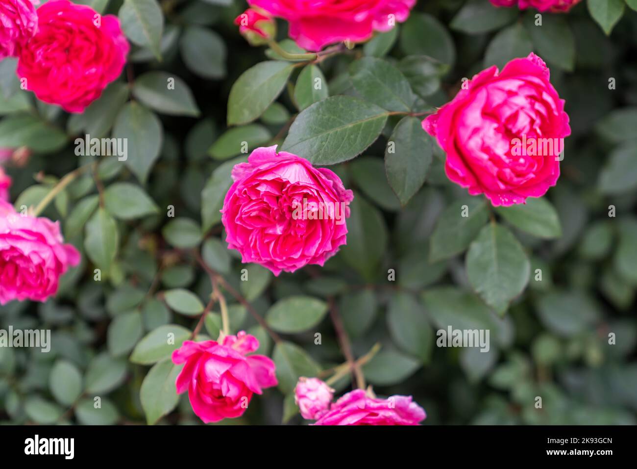 Red rose flower blooming in spring Stock Photo - Alamy