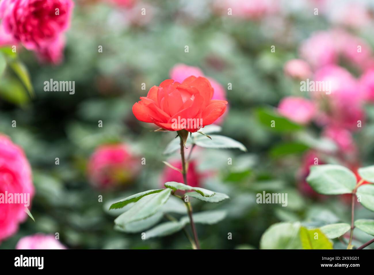 Red rose flower blooming hi-res stock photography and images - Alamy