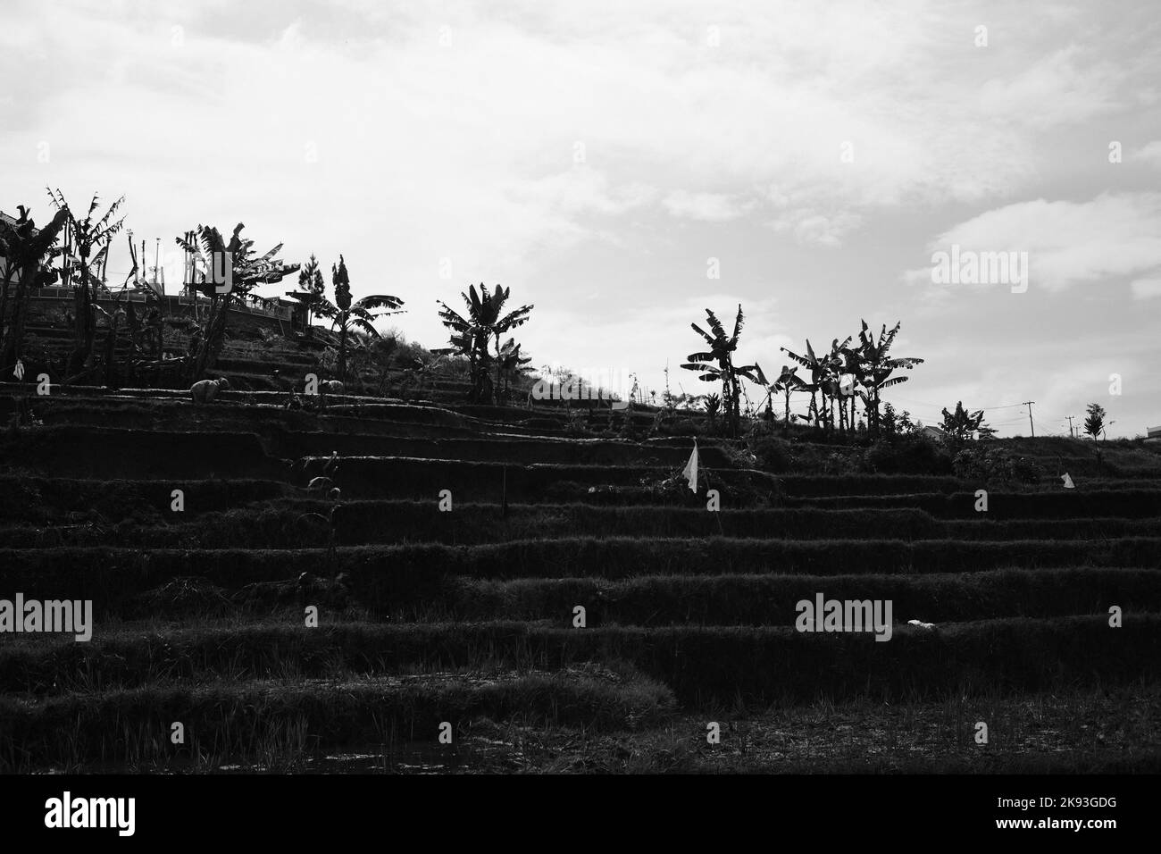 Black and white photo, Monochrome photo of terraced rice field on hill ...