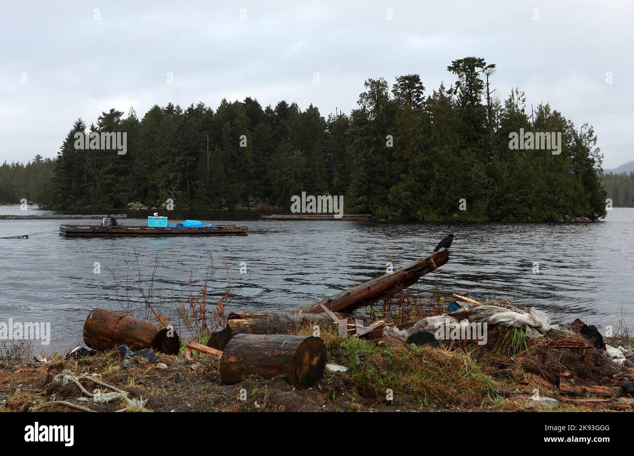 A raven in Bella Bella, B.C., on Tuesday, October 25, 2022. THE ...