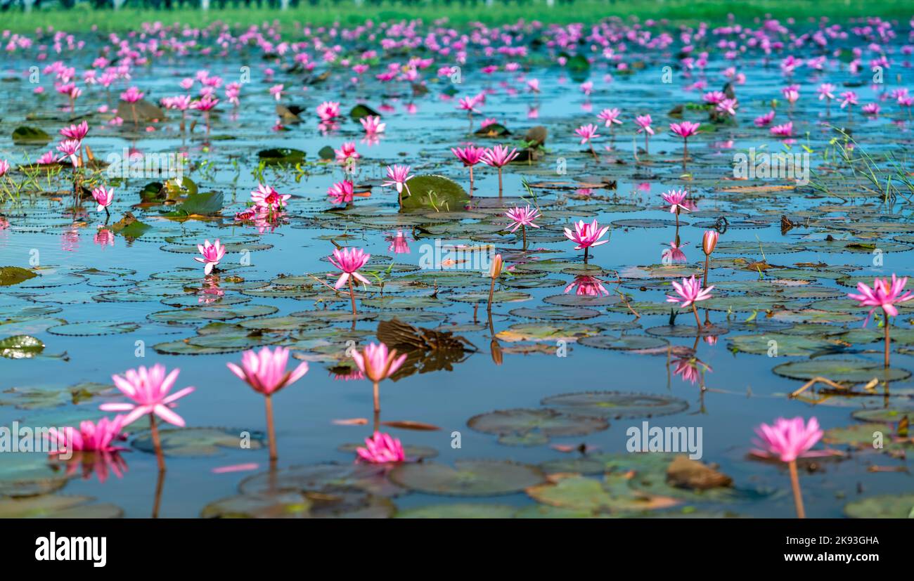 Fields water lilies bloom season in a large flooded lagoon in Tay Ninh ...