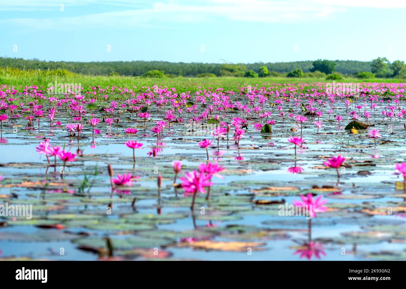 Fields water lilies bloom season in a large flooded lagoon in Tay Ninh ...