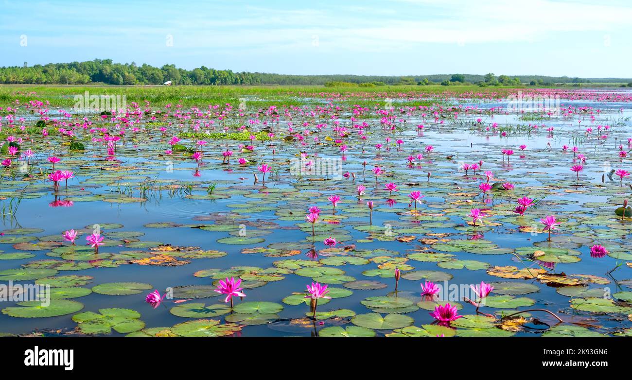 Fields water lilies bloom season in a large flooded lagoon in Tay Ninh ...