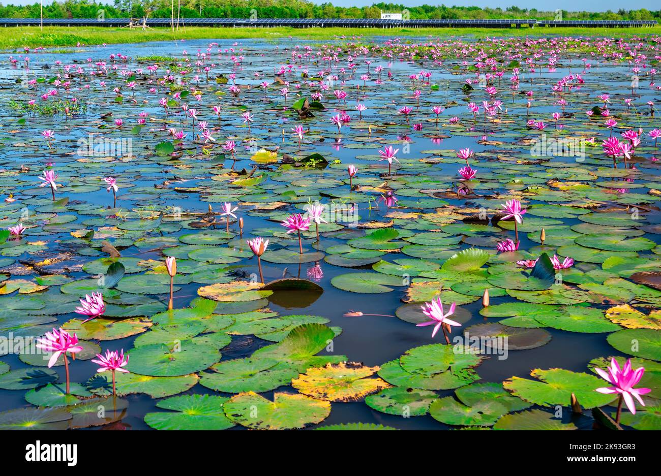 Fields water lilies bloom season in a large flooded lagoon in Tay Ninh ...