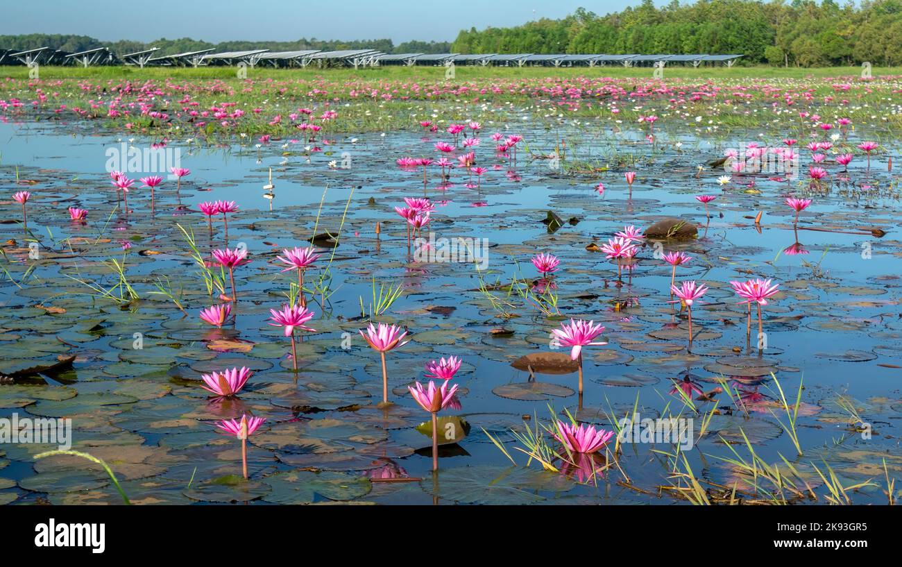 Fields water lilies bloom season in a large flooded lagoon in Tay Ninh ...