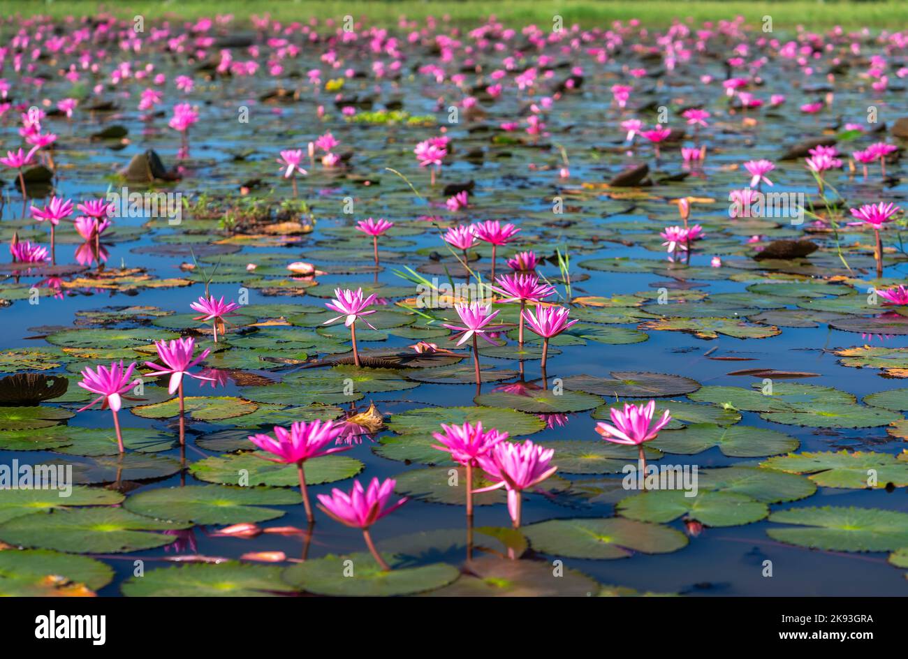 Water lilies bloom season in a large flooded lagoon in Tay Ninh ...