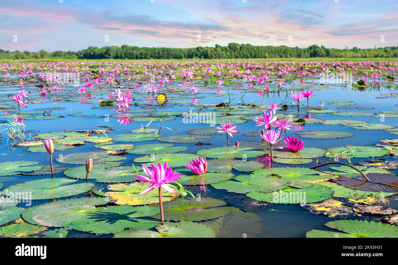 Fields water lilies bloom season in a large flooded lagoon in Tay Ninh ...