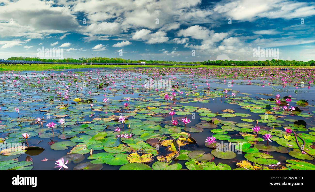 Fields water lilies bloom season in a large flooded lagoon in Tay Ninh ...