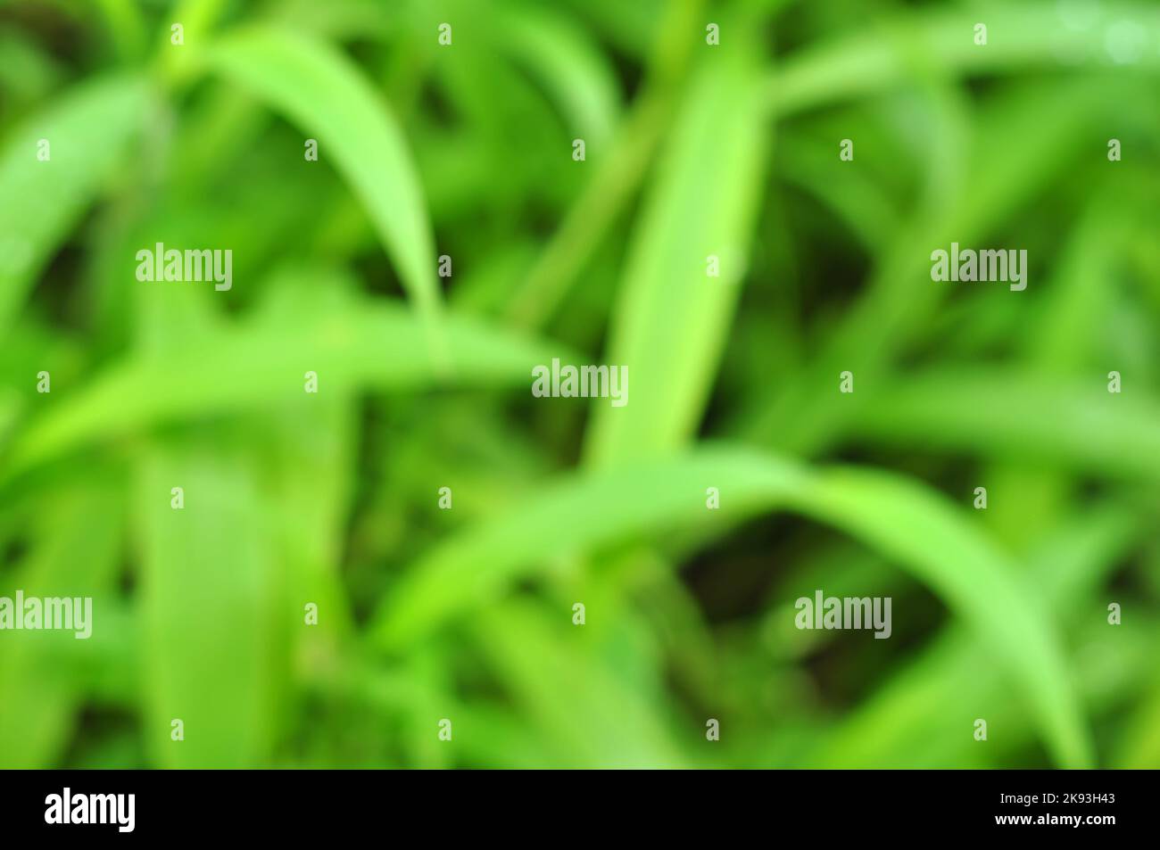 Green grass blur photo background texture outdoor Stock Photo - Alamy