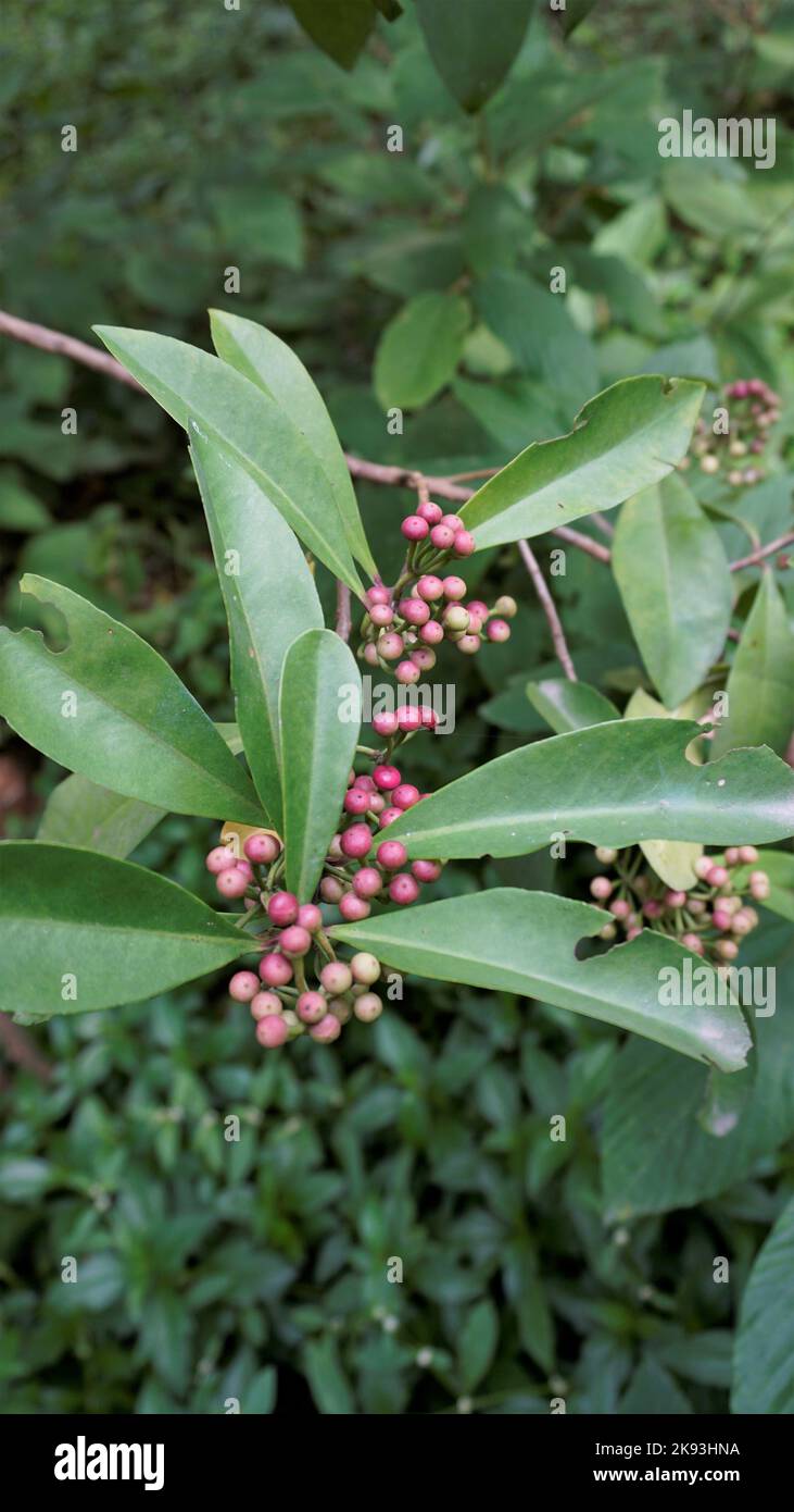 Closeup of fruits from plants of Ardisia elliptica also known as Shoe ...