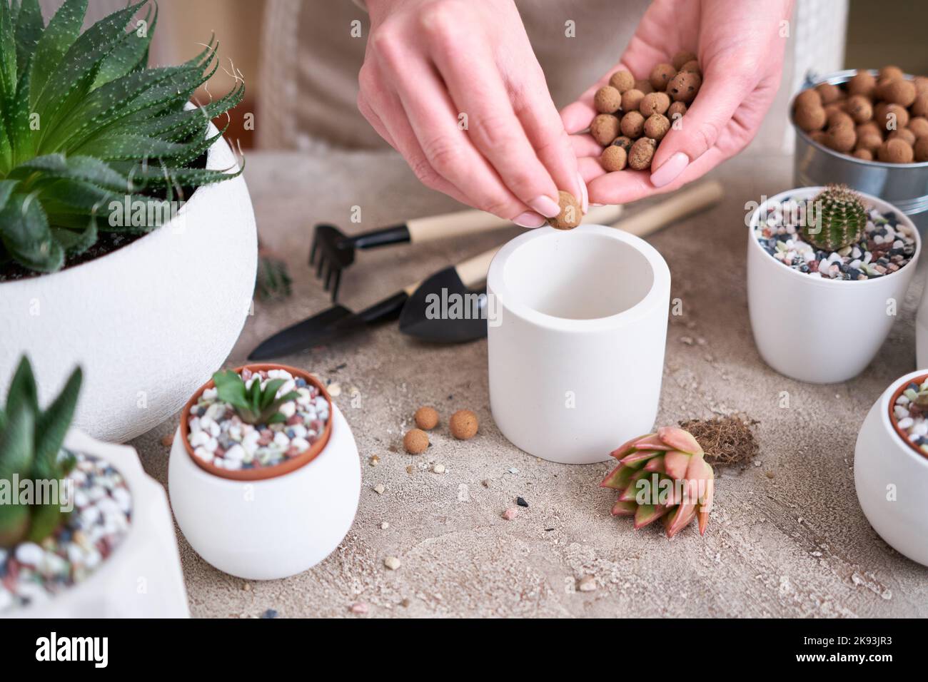 Woman putting expanded clay into white ceramic Pot for Echeveria ...