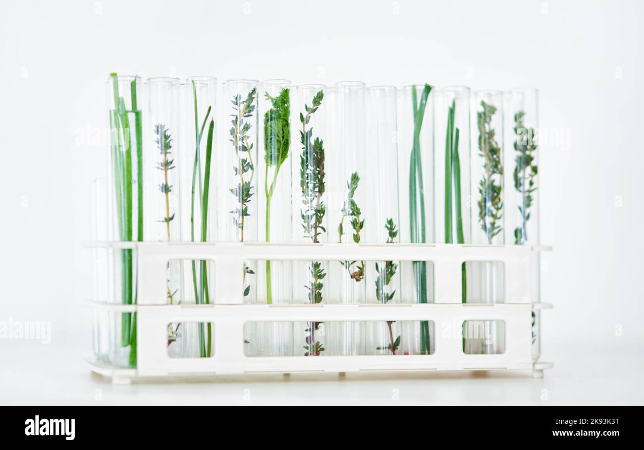 The plant kingdom is natures medicine cabinet. different plant species ...