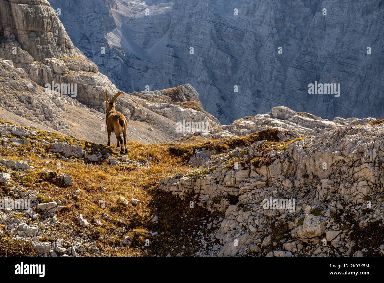 Alpine ibex picture taken in Julian alps, Slovenia Stock Photo - Alamy