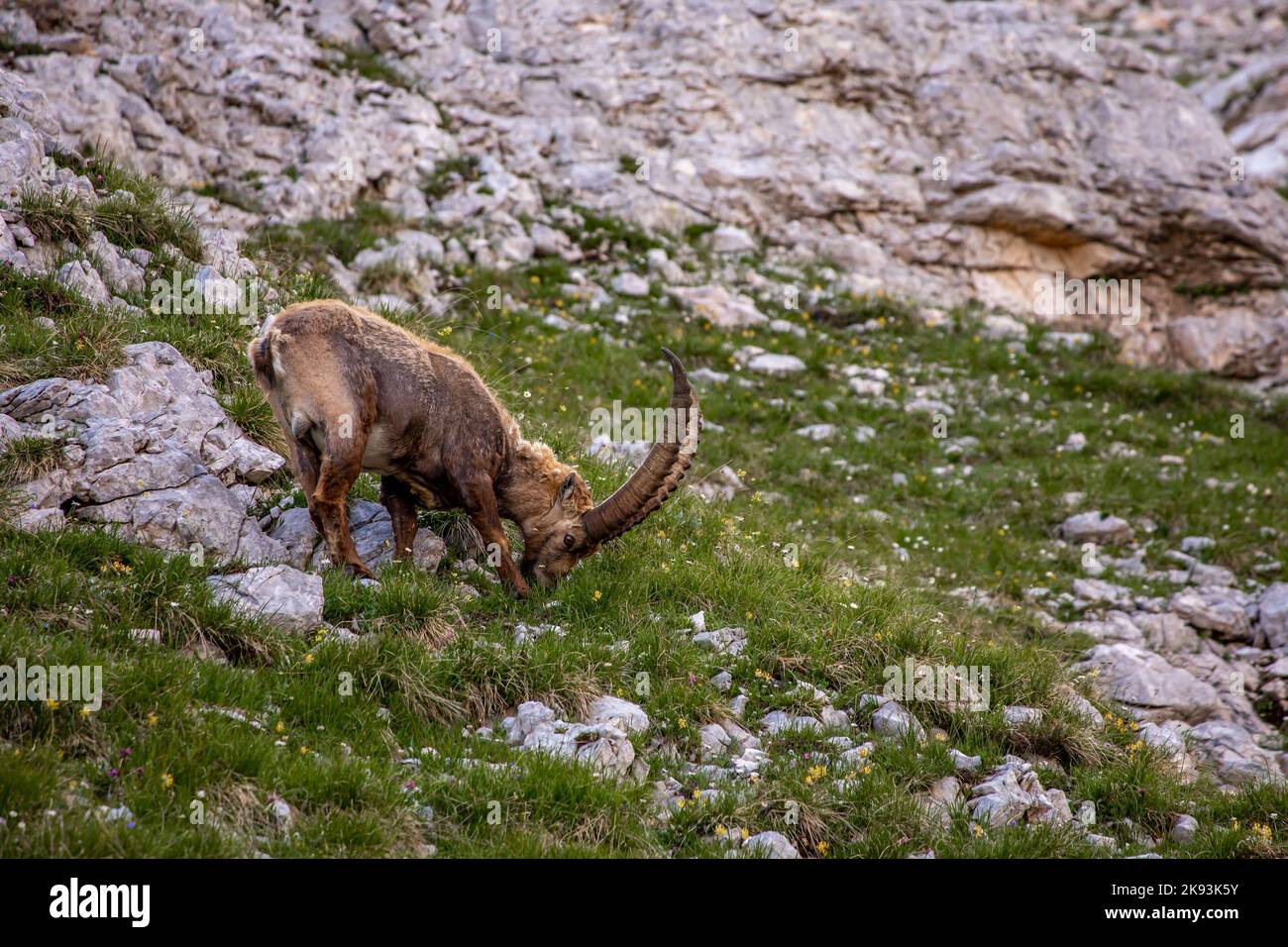 Alpine ibex picture taken in Julian alps, Slovenia Stock Photo - Alamy