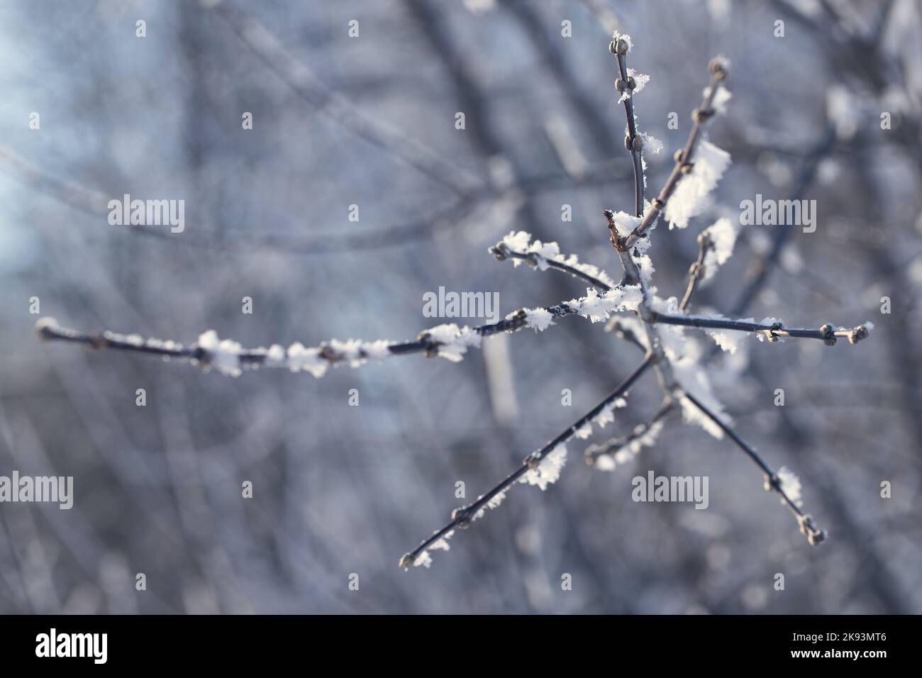 The sun breaks through snow-covered trees in winter in Russia. Vertical ...