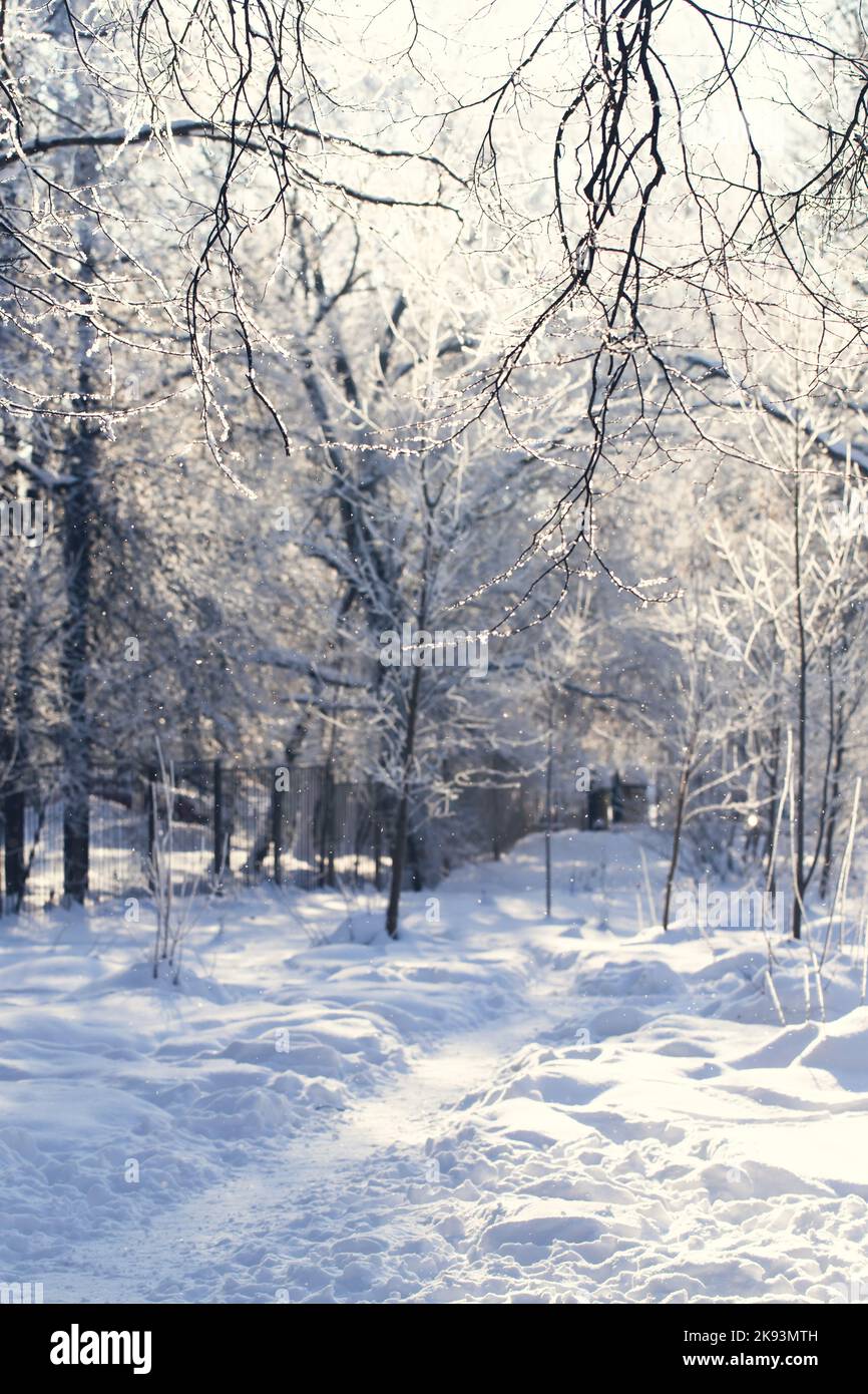 Snow footpath in the forest in winter among the trees. Nature of Russia ...