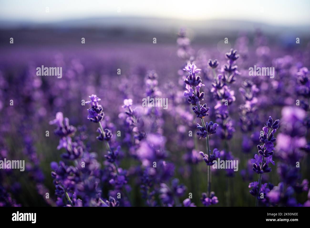 Lavender flower background with beautiful purple colors and bokeh lights. Blooming lavender in a ...