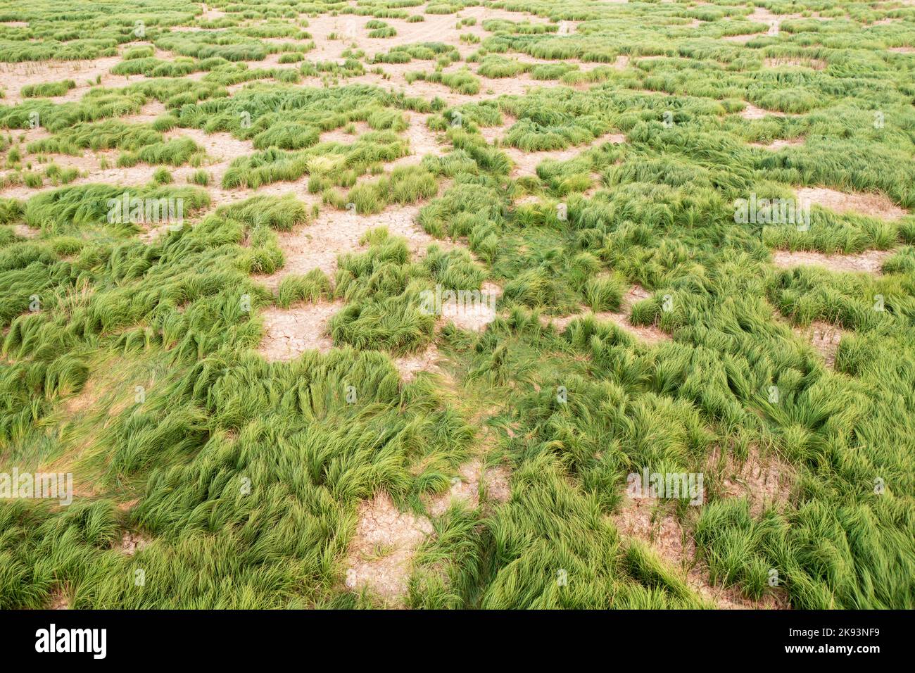 Wavy grass aerial hi-res stock photography and images - Alamy