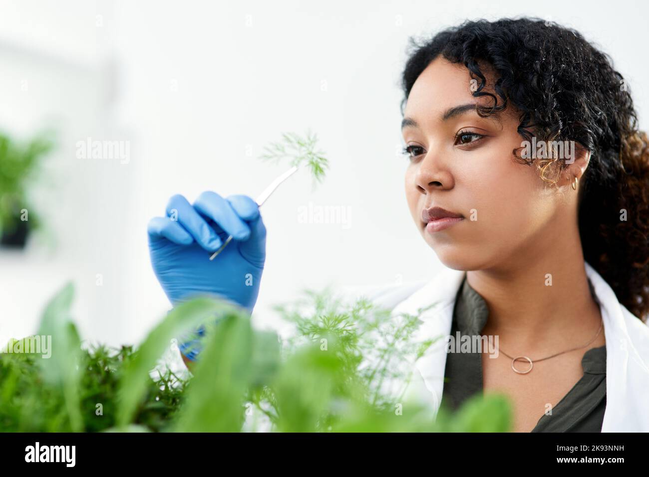 My job is to study all forms of plant life. a female scientist analyzing a plant in her ...