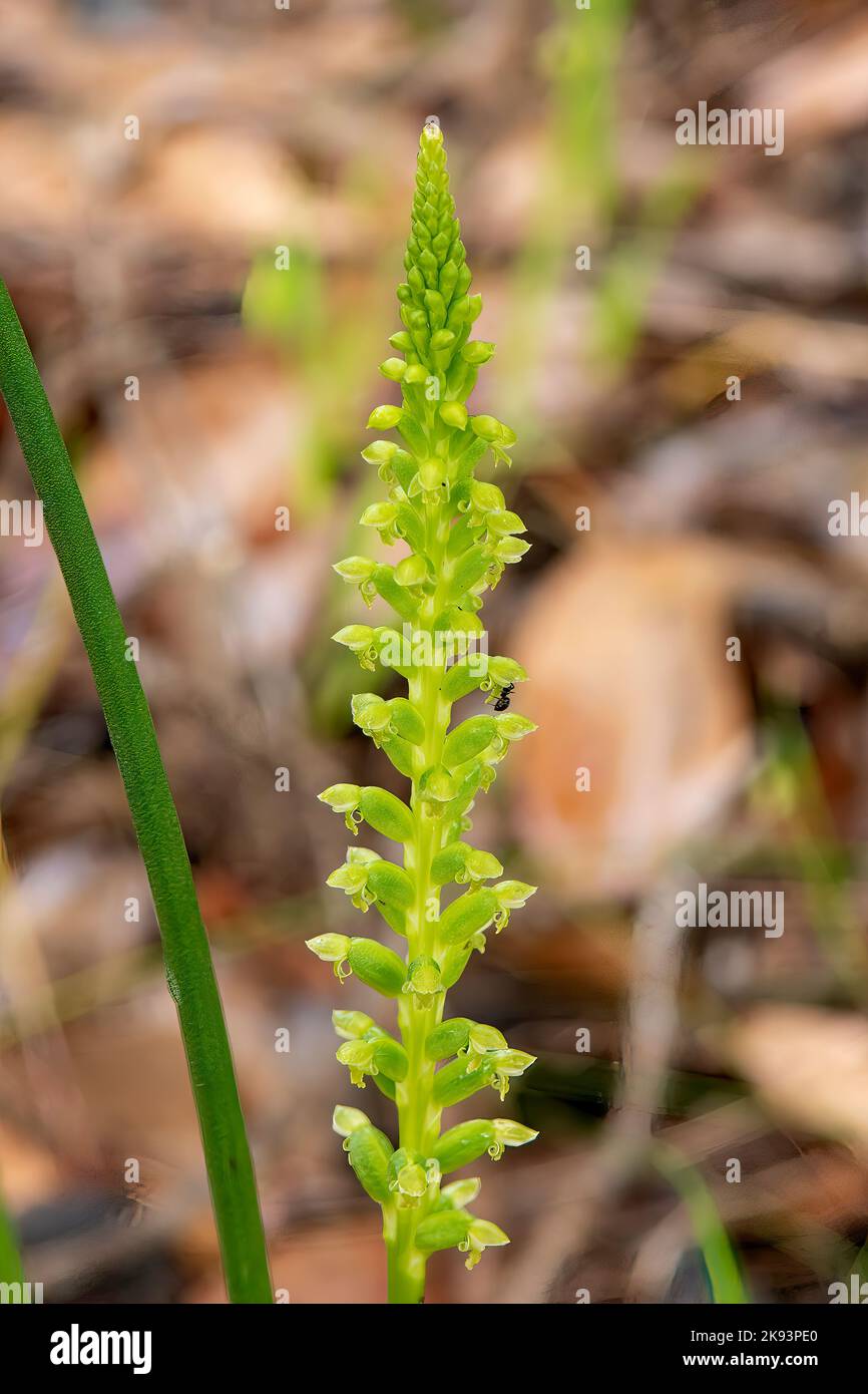 Microtis media subsp media, Common Mignonette Orchid Stock Photo - Alamy