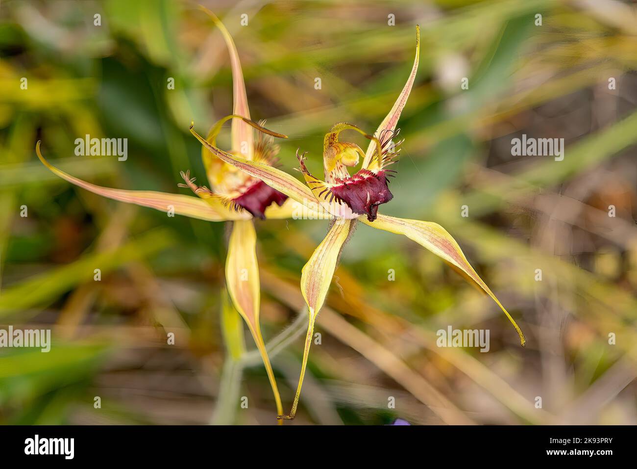 Australian native orchid wildflower hi-res stock photography and images ...