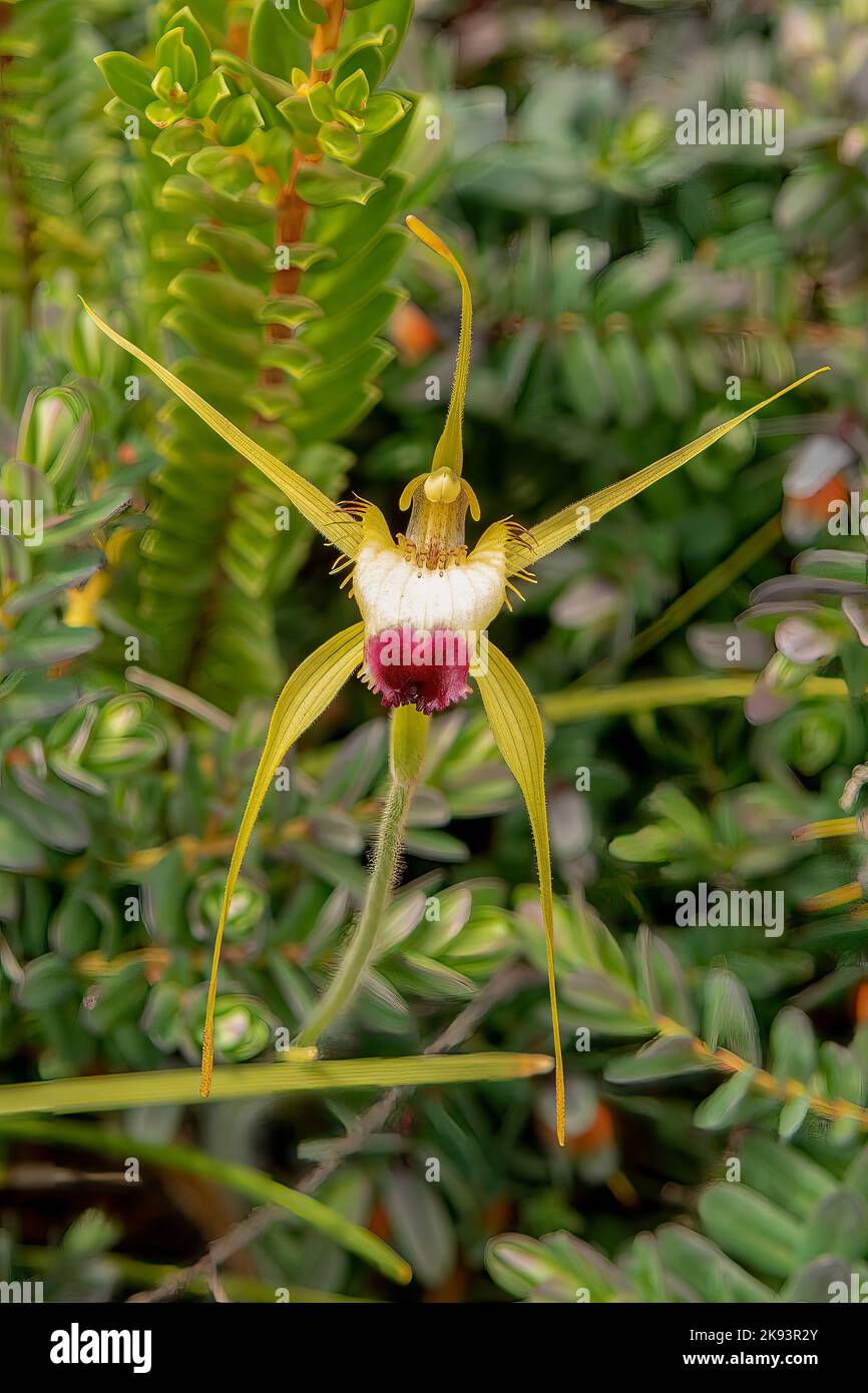Caladenia infundibularis, Funnel-web Spider Orchid Stock Photo - Alamy