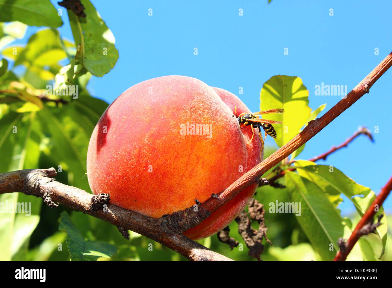 peach on tree with wasp Stock Photo - Alamy