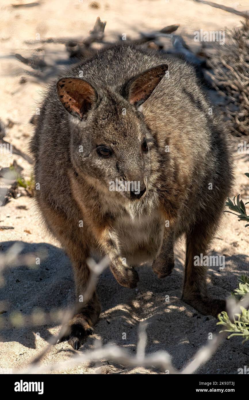 Tammar Wallaby, Notamacropus eugenii, at Houtman Abrolhos Islands, WA ...