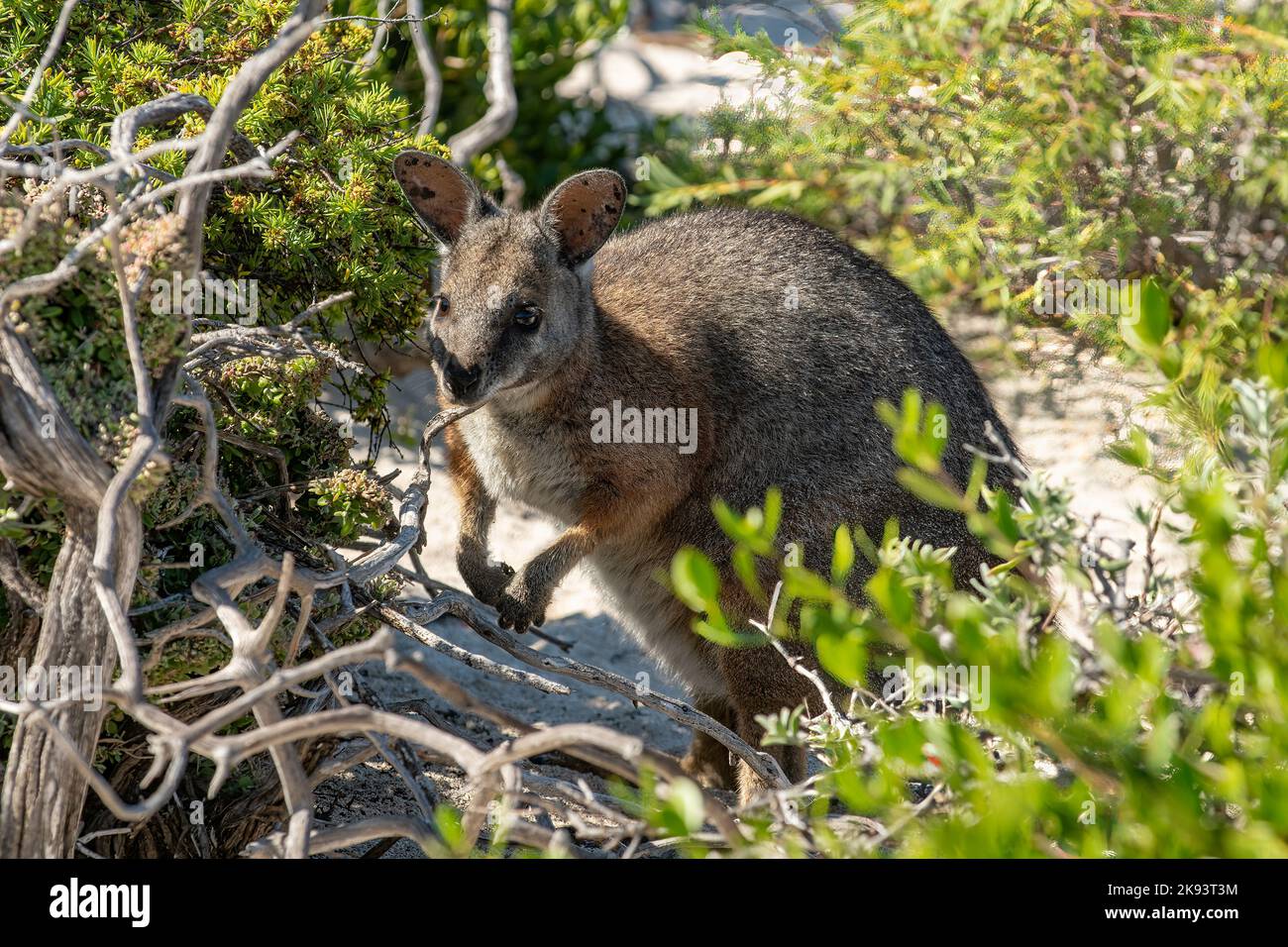 Tammar Wallaby, Notamacropus eugenii, at Houtman Abrolhos Islands, WA ...
