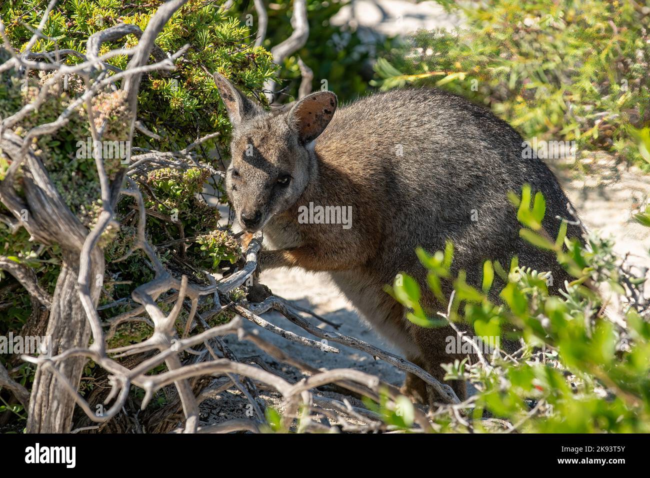Tammar Wallaby, Notamacropus eugenii, at Houtman Abrolhos Islands, WA ...