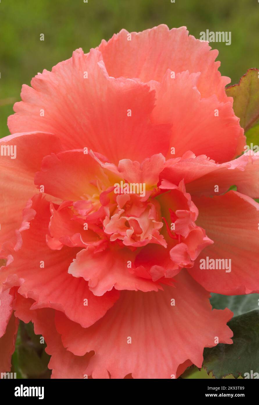 Begonia "Samba", Begonia tuberhybrida Stock Photo - Alamy