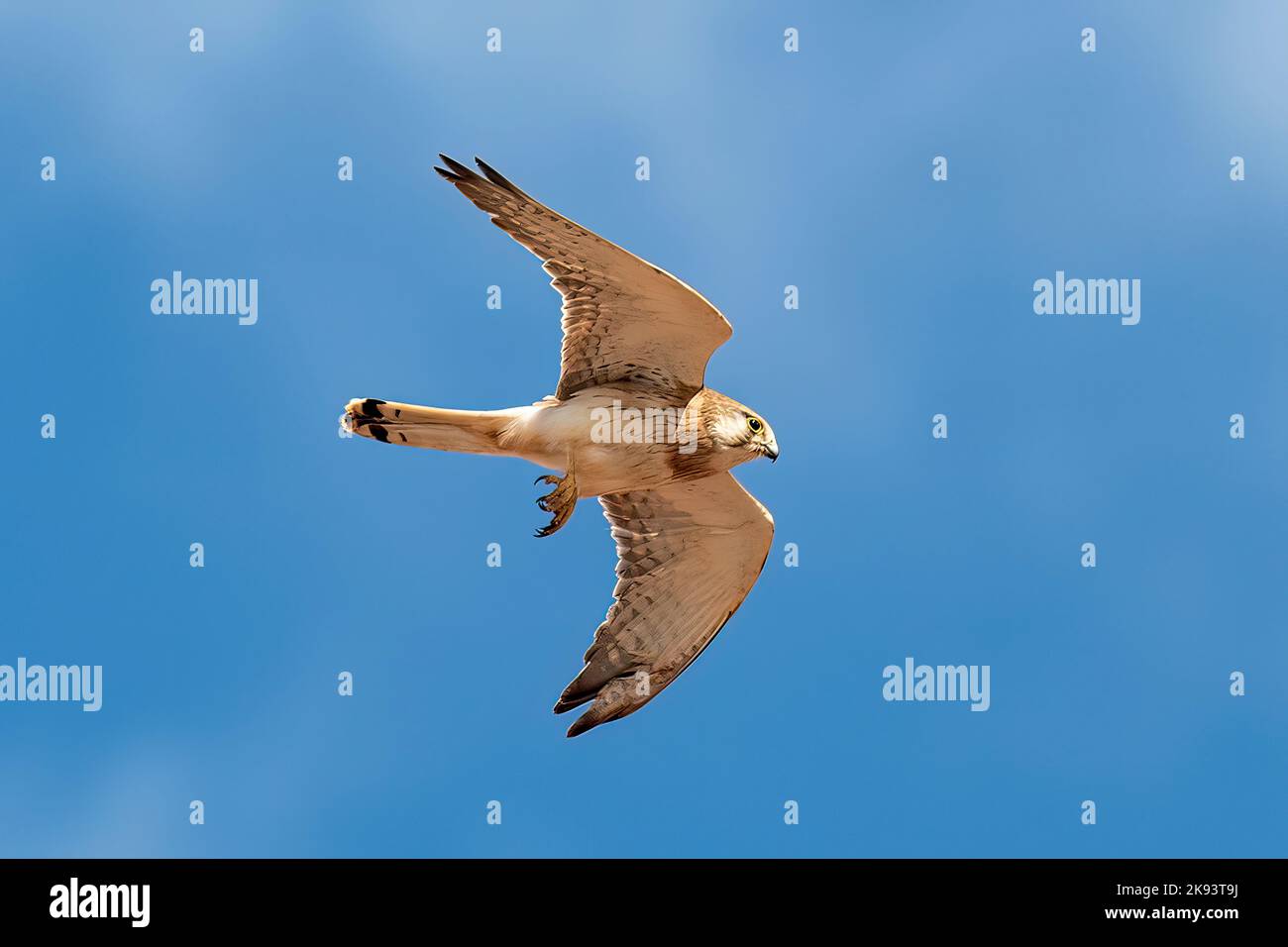 Nankeen Kestrel, Falco cenchroides, at Cape Peron, WA, Australia Stock ...