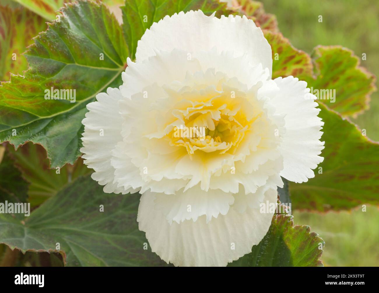 Begonia "Samba", Begonia tuberhybrida Stock Photo - Alamy