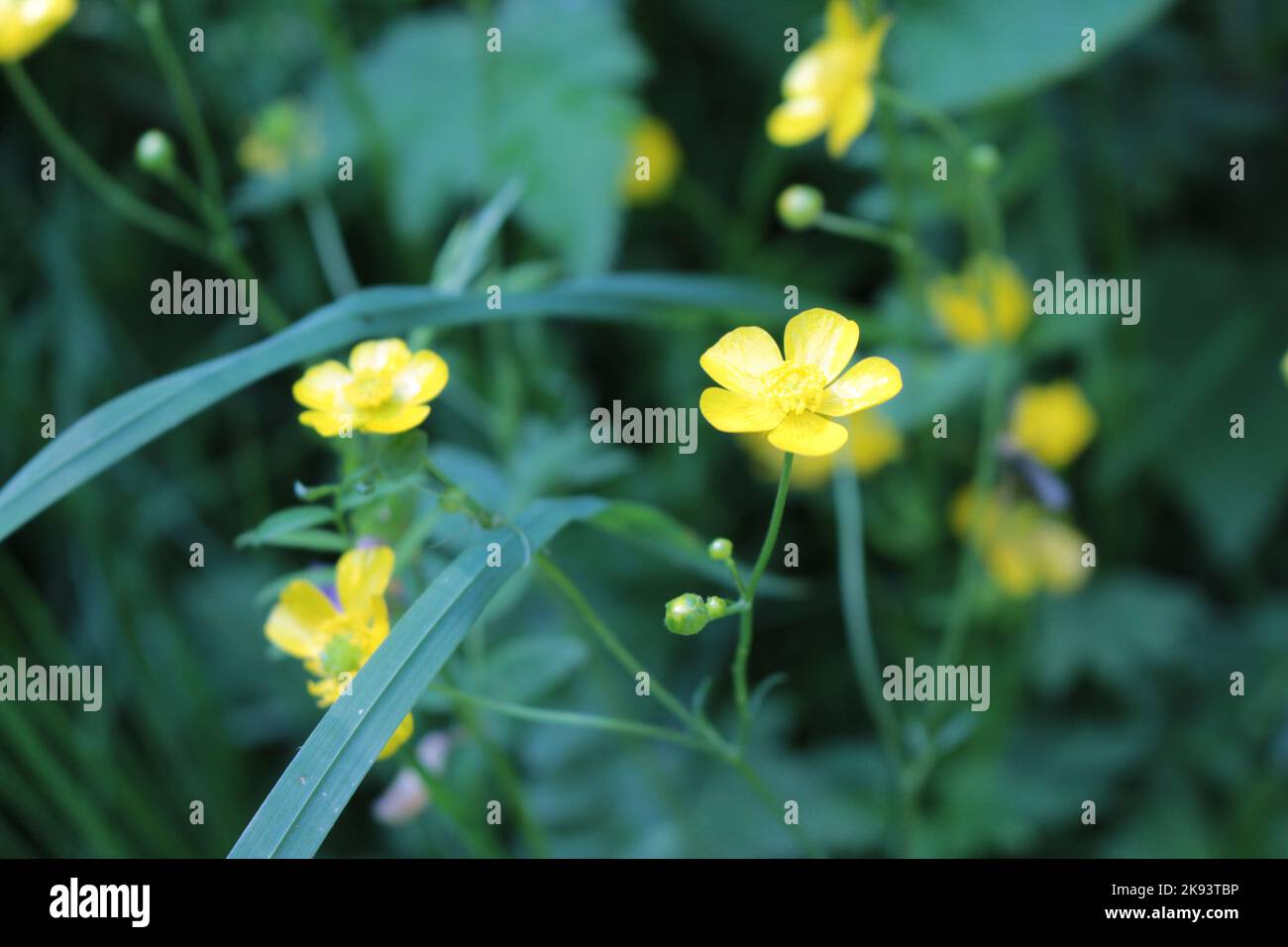 flower ranunculus acris buttercup Stock Photo - Alamy