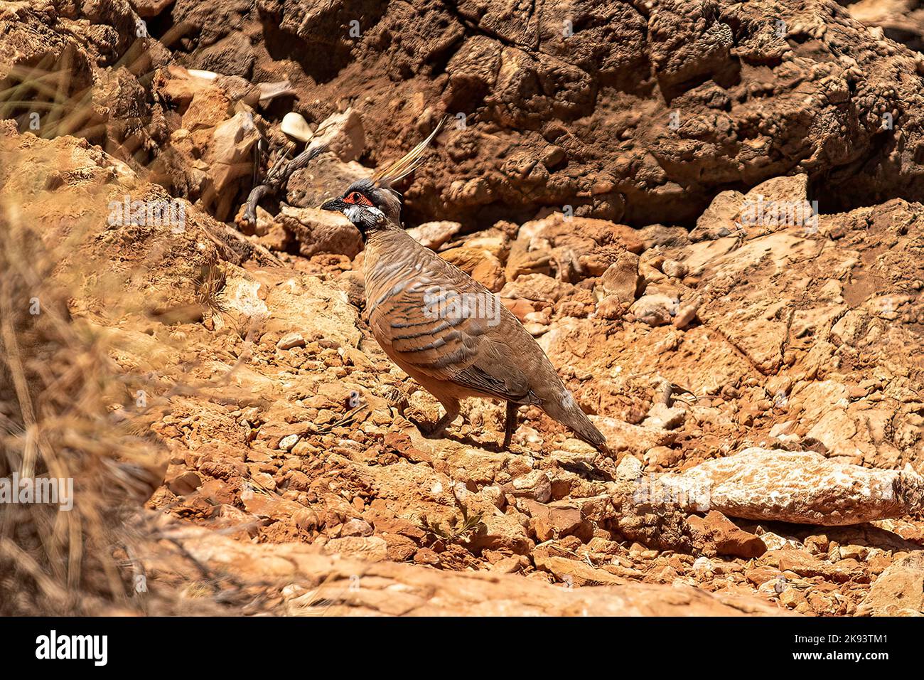 Spinifex Pigeon, Geophaps plumifera at Yardie Creek, Cape Range NP, WA ...