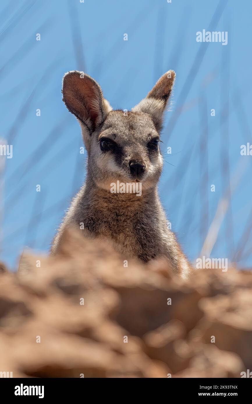 Black-flanked Rock Wallaby, Petrogale lateralis lateralis at Yardie ...