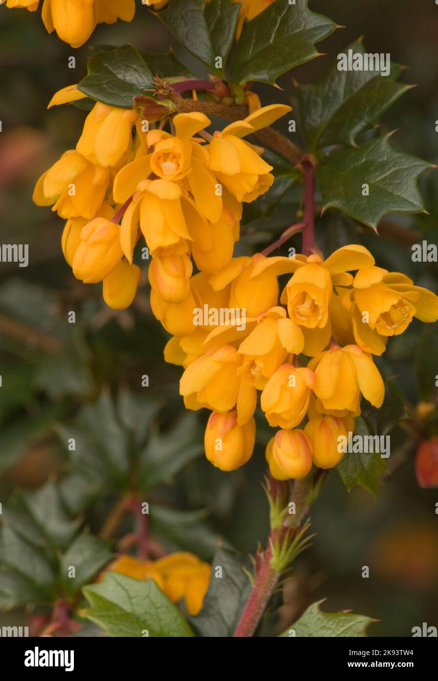 Flowering berberis hedge hi-res stock photography and images - Alamy