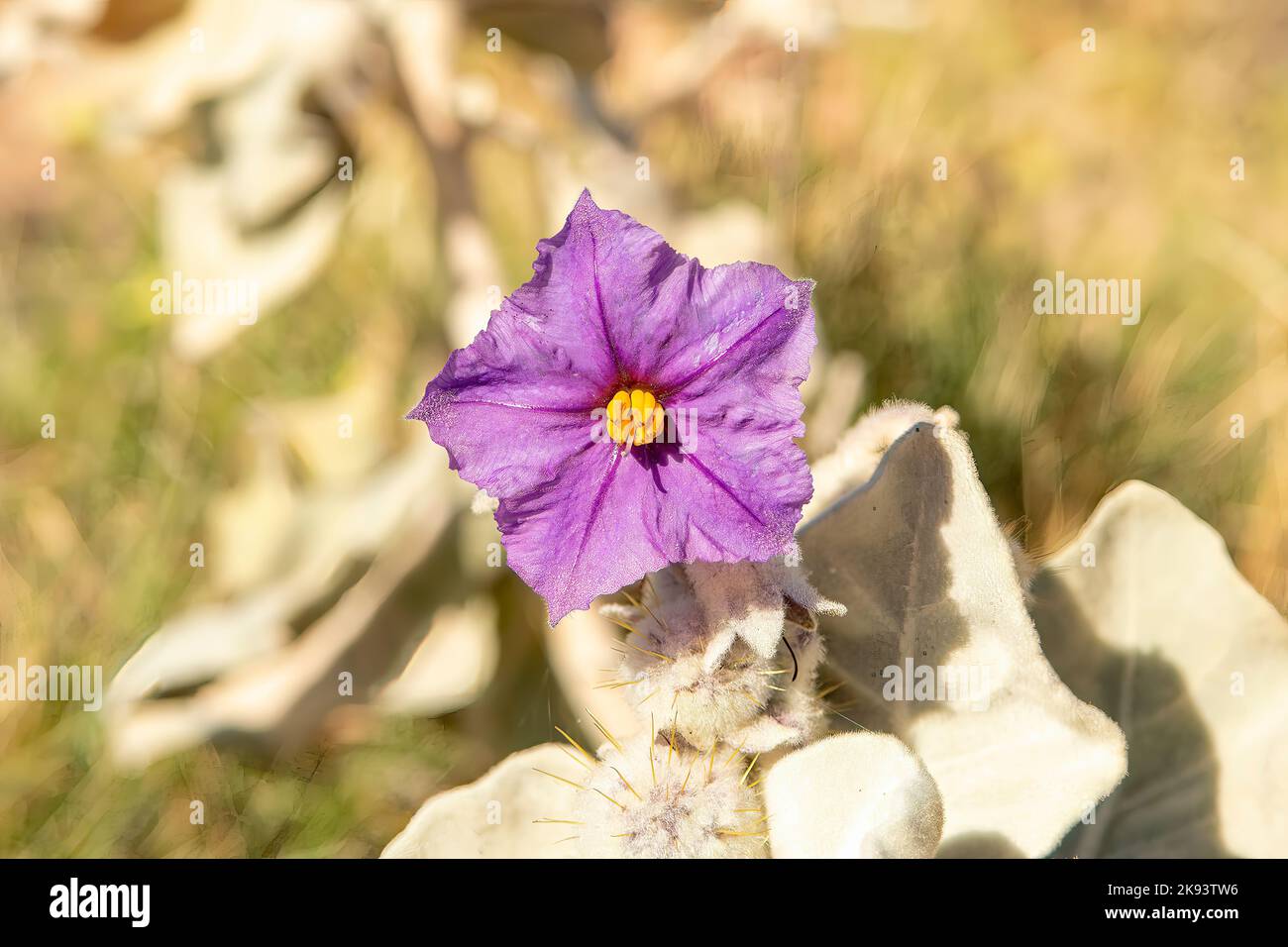 Solanum lasiophyllum, Flannel Bush Stock Photo - Alamy