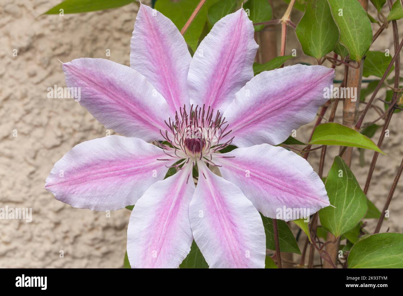 Clematis "Nelly Moser Stock Photo - Alamy