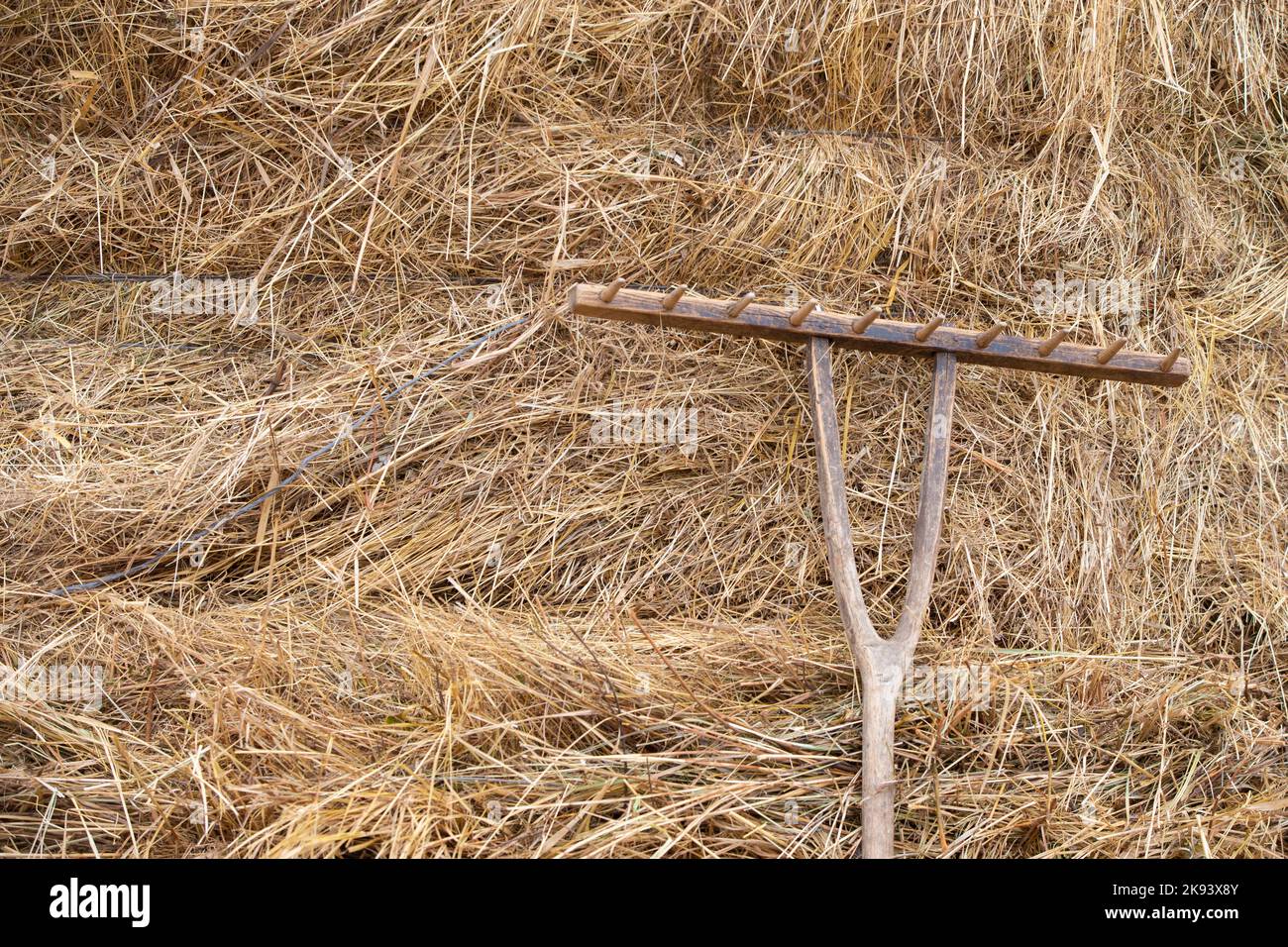A vintage rake lies on the straw. Rustic background with straw Stock ...