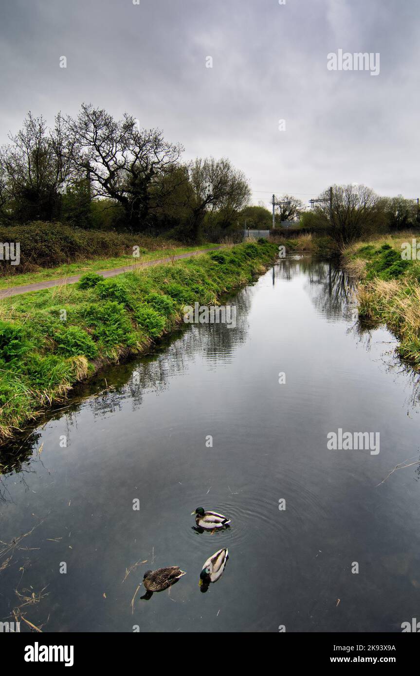 Stretch reflection wildlife hi-res stock photography and images - Alamy